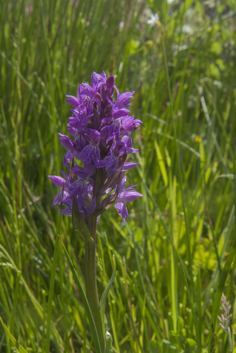 Dactylorhiza majalis, Broad-leaved Marsh-orchid